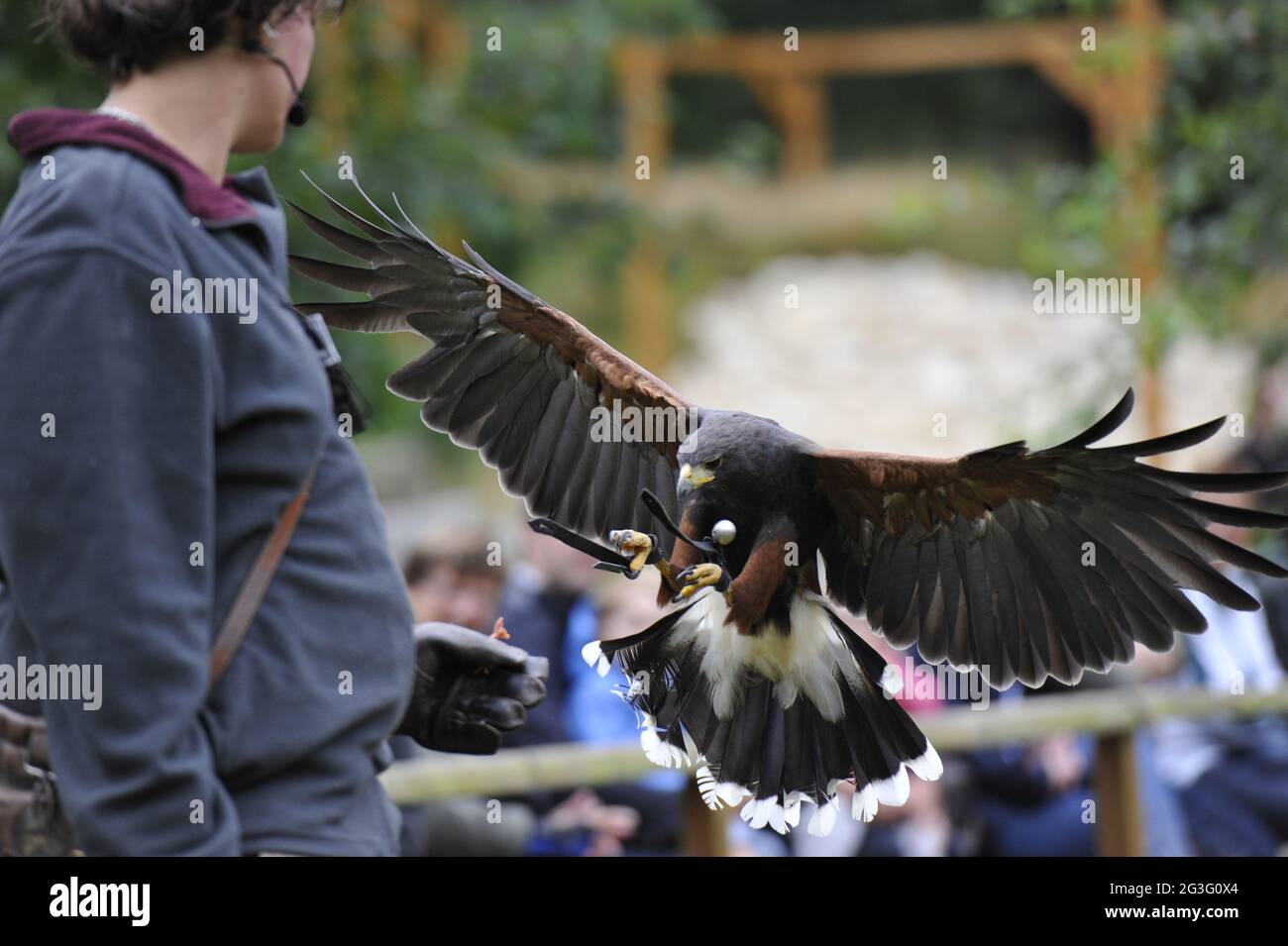 Flying hawk hi-res stock photography and images - Alamy