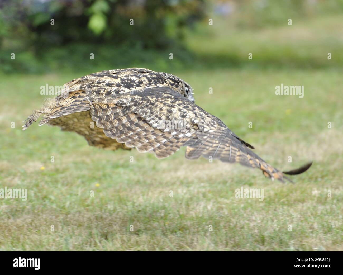 Uhu,Eurasian Eagle Owl Stock Photo - Alamy
