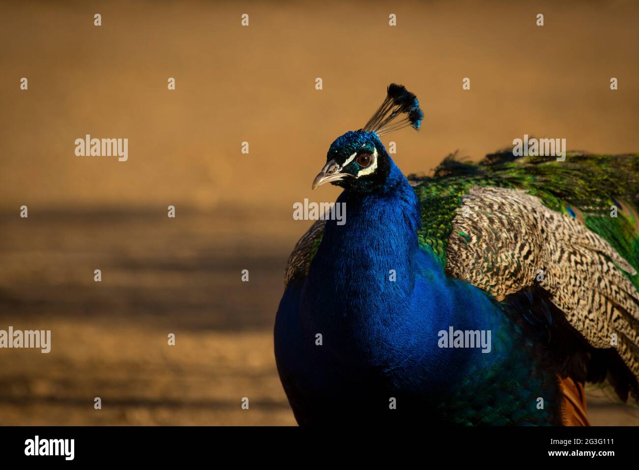 A portrait of an extravagant peacock Stock Photo - Alamy
