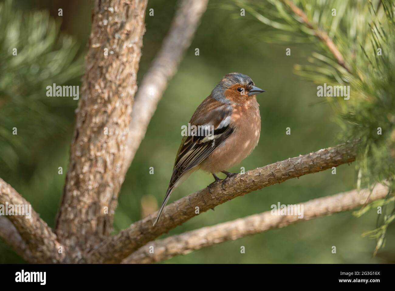Juvenile Chaffinch High Resolution Stock Photography and Images - Alamy