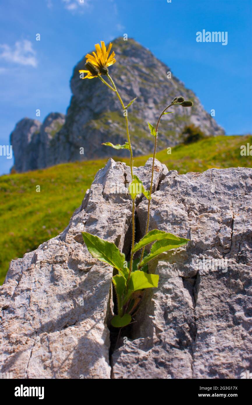 Plants growing rock close up hi-res stock photography and images - Alamy