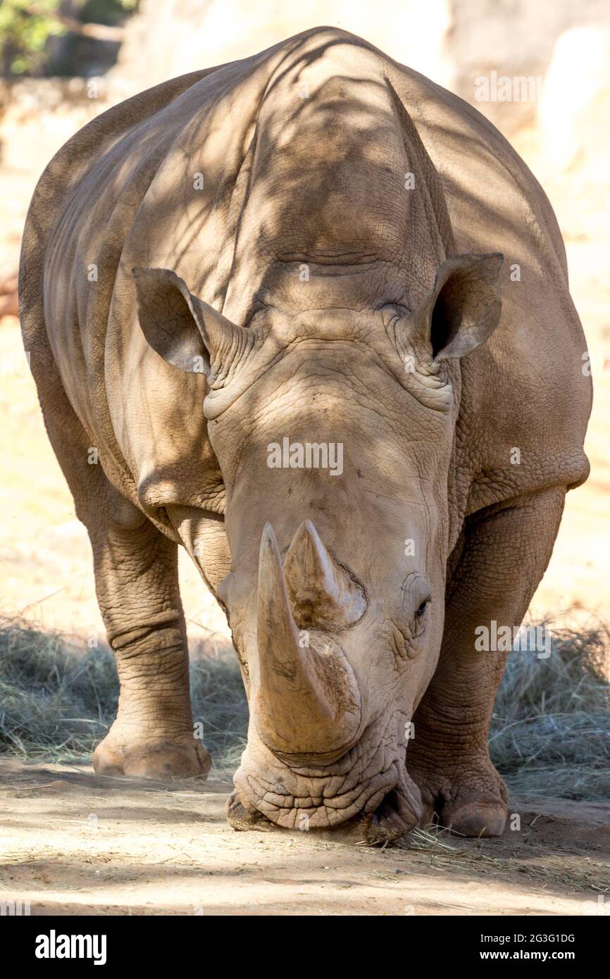 Rhino savanna hi-res stock photography and images - Alamy