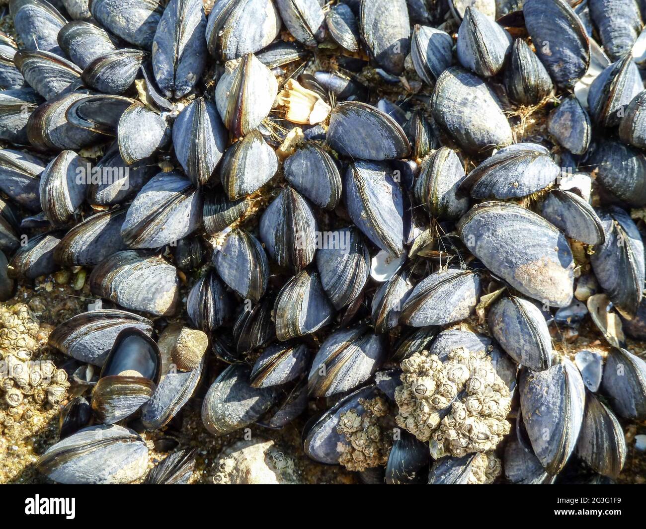 Top view of mussels on the coast of Brittany in France Stock Photo - Alamy