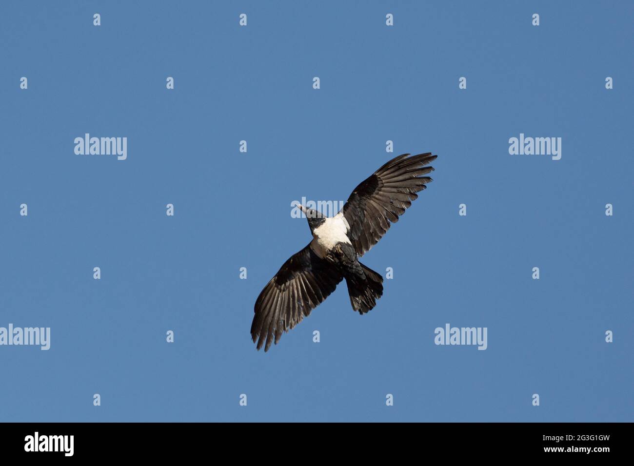 Crow in mid flight Stock Photo - Alamy