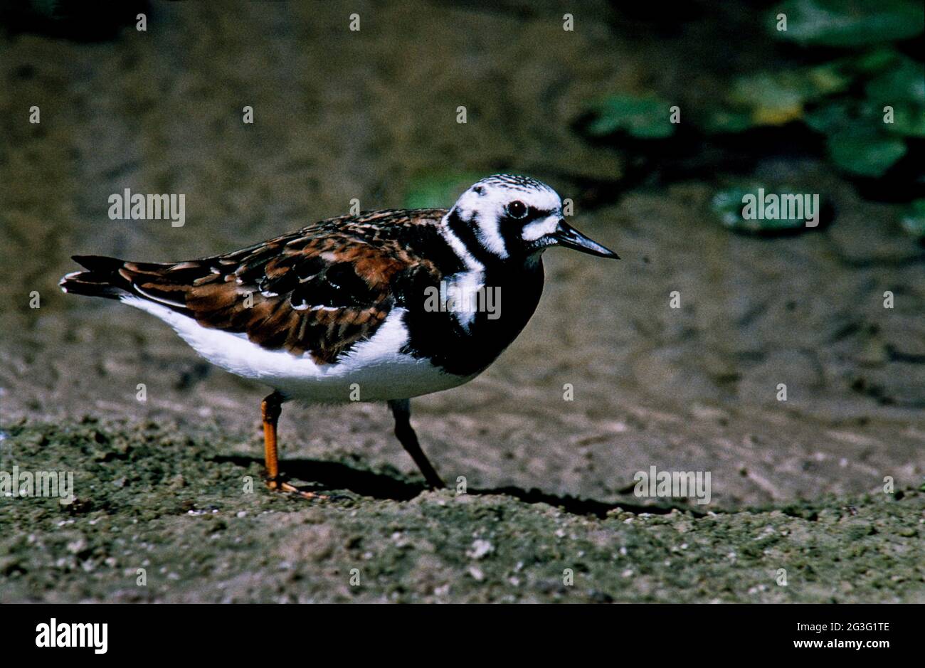 Birds, nesting birds plus bird eggs with chicks in their natural ...