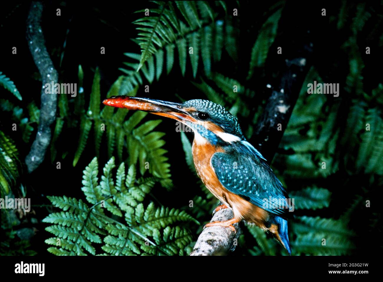 Birds, nesting birds plus bird eggs with chicks in their natural ...