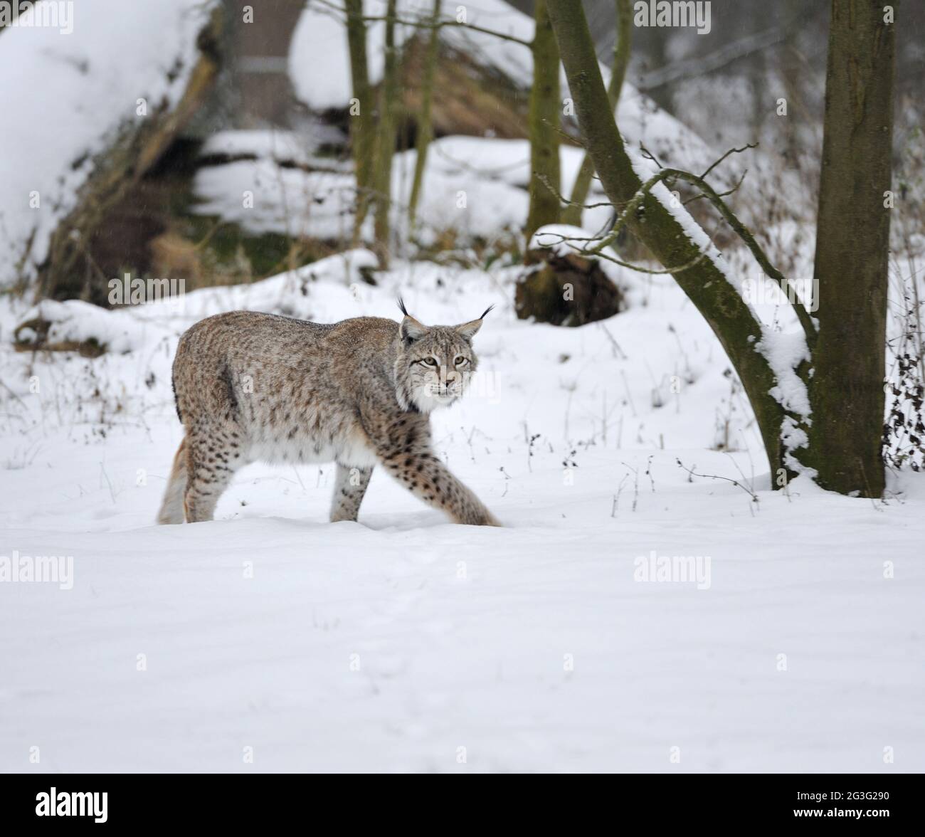 Felis luchs lynx hi-res stock photography and images - Alamy