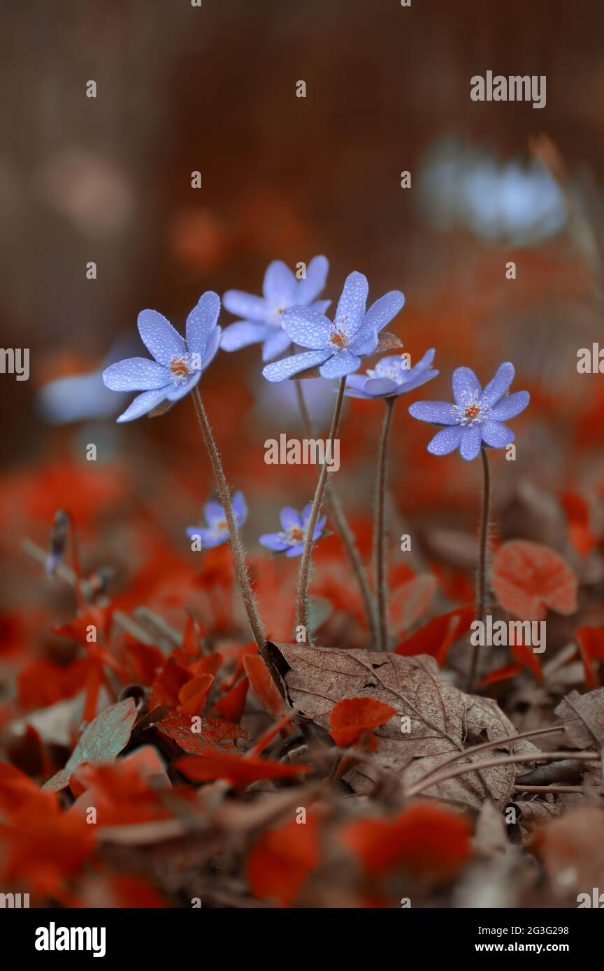 Blue flowers ,Hepatica nobilis mill on a blurry background Stock Photo ...