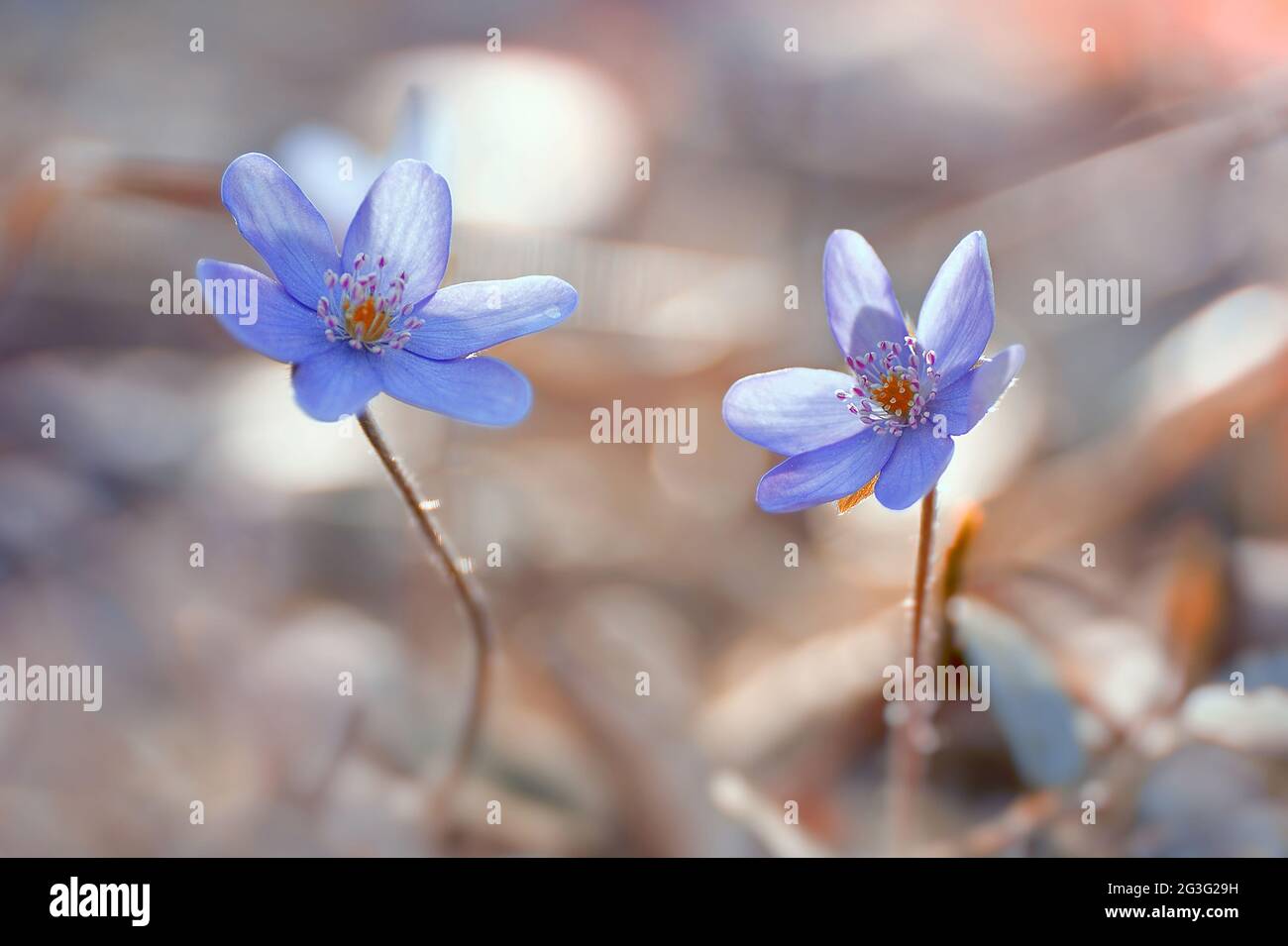 Blue flowers ,Hepatica nobilis mill on a blurry background Stock Photo ...