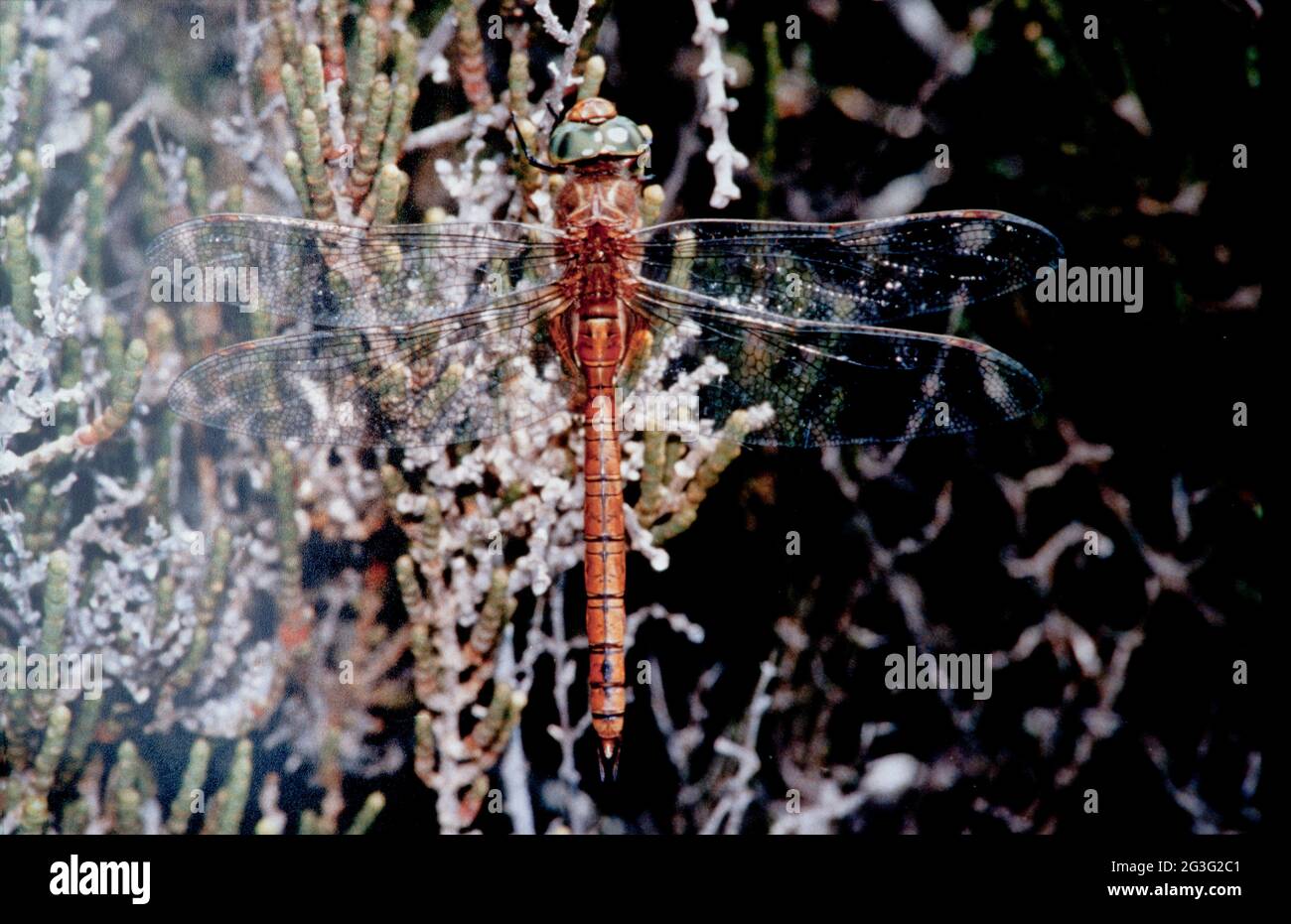 Birds, nesting birds plus bird eggs with chicks in their natural ...