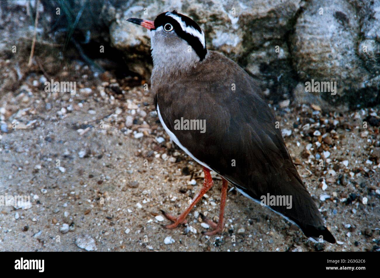 Birds, nesting birds plus bird eggs with chicks in their natural ...