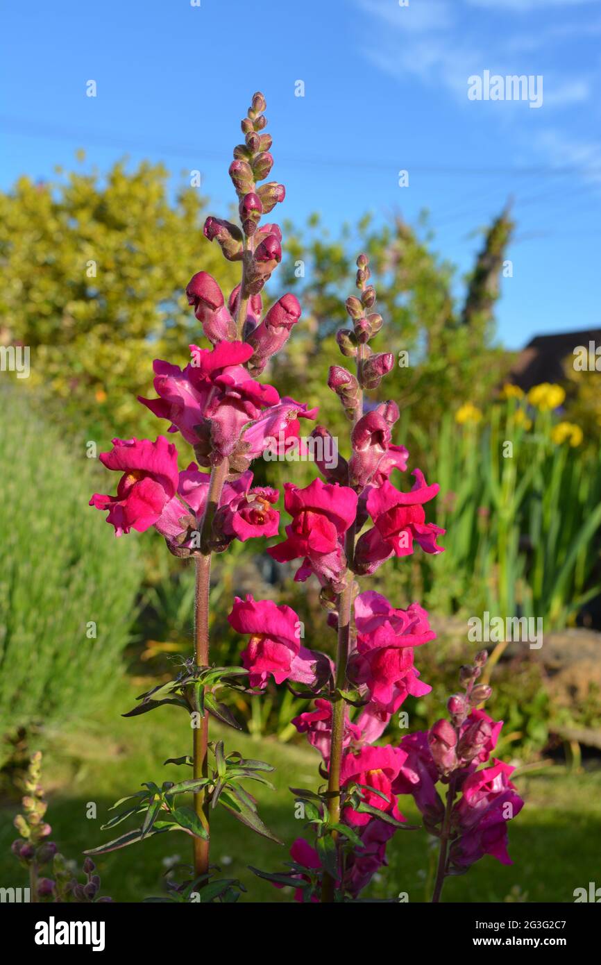 Dragon flower hi-res stock photography and images - Alamy