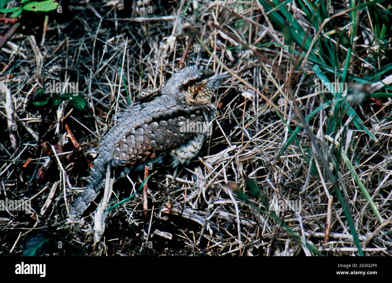 Birds, nesting birds plus bird eggs with chicks in their natural ...