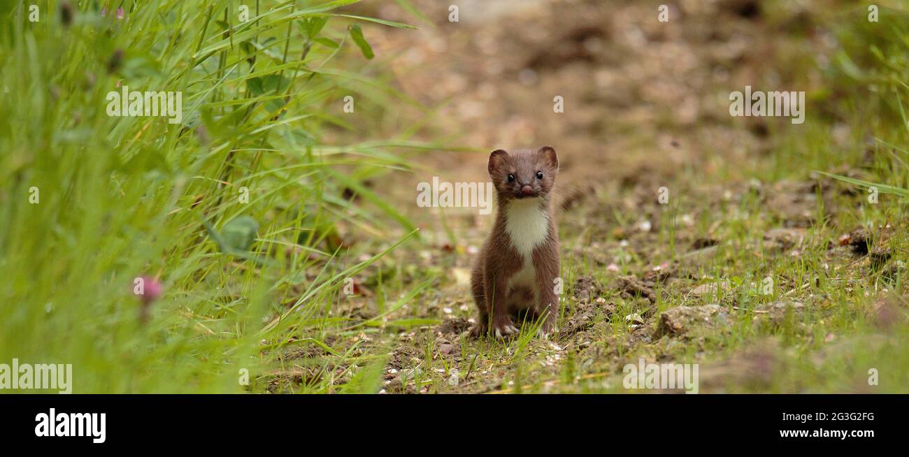 Irish stoat hi-res stock photography and images - Alamy