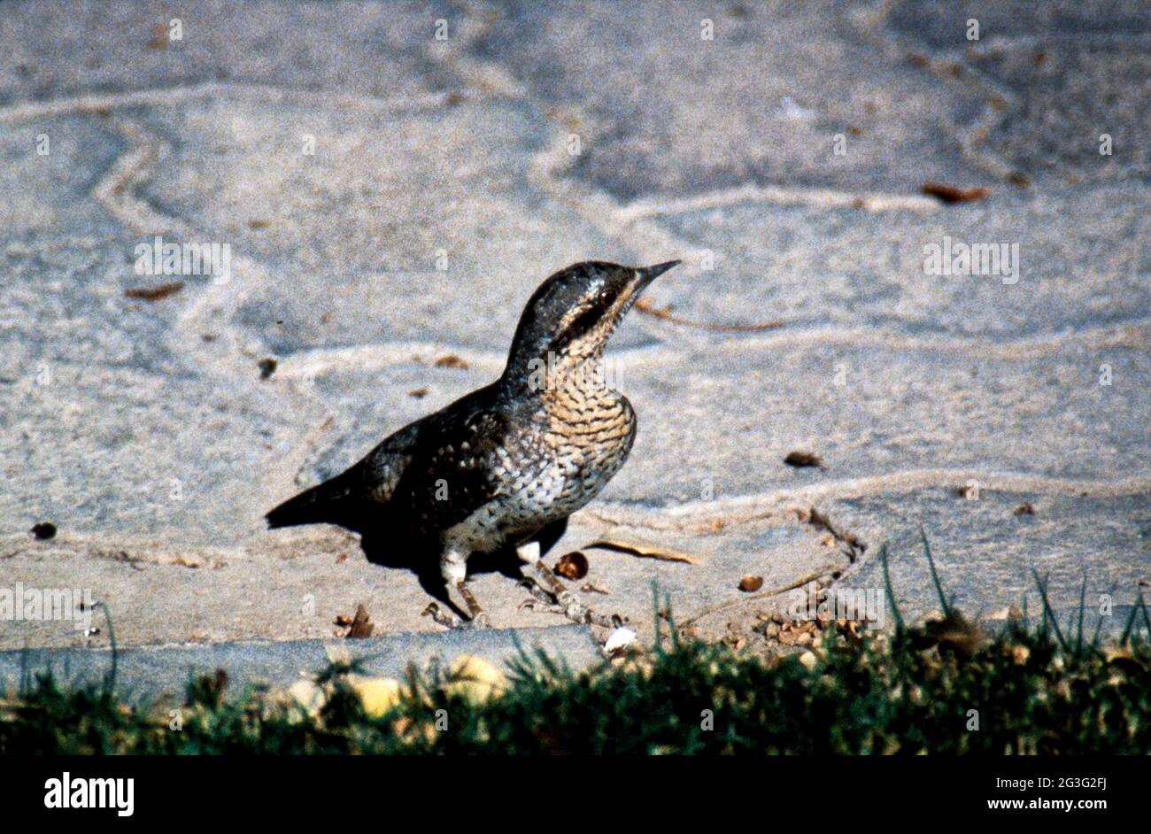 Birds, nesting birds plus bird eggs with chicks in their natural ...