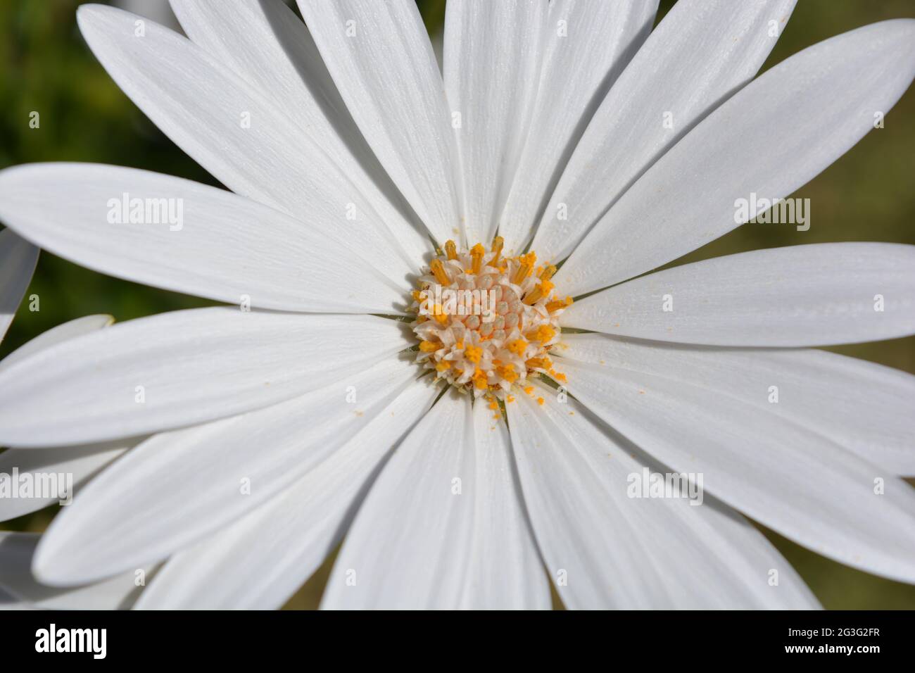 White african daisy known hi-res stock photography and images - Alamy
