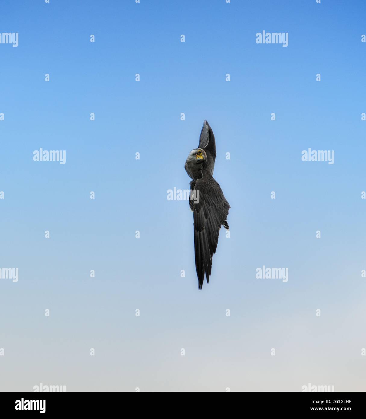 Steppe eagle(Aquila nipalensis Stock Photo - Alamy