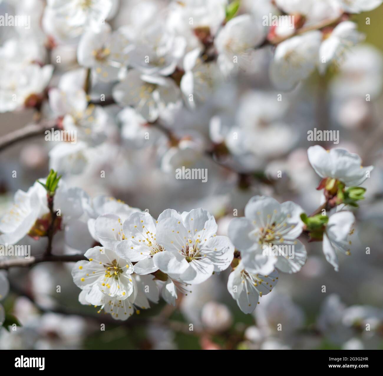 Branches of trees with white blossoms Stock Photo - Alamy