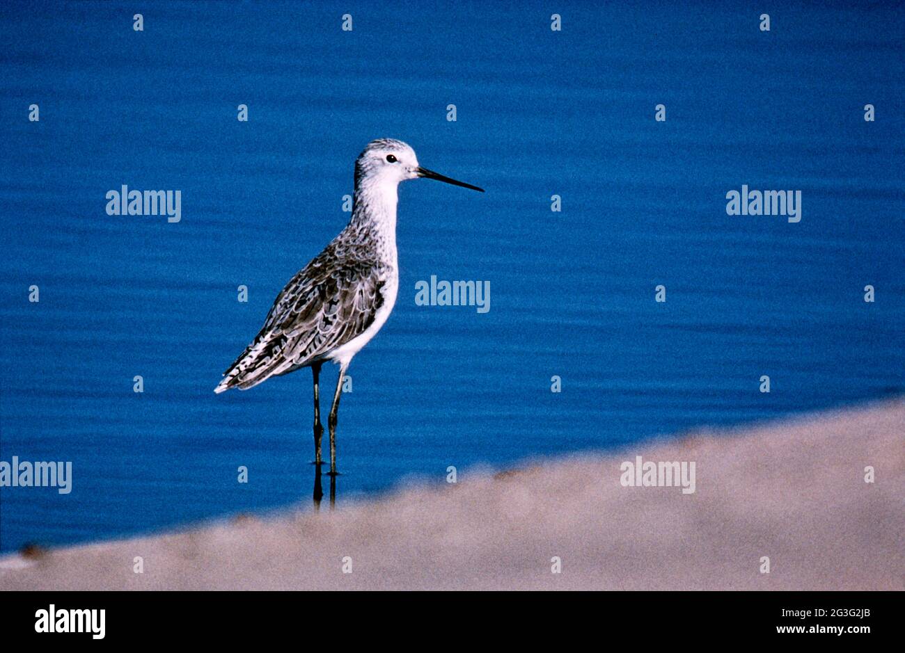 Birds, nesting birds plus bird eggs with chicks in their natural ...