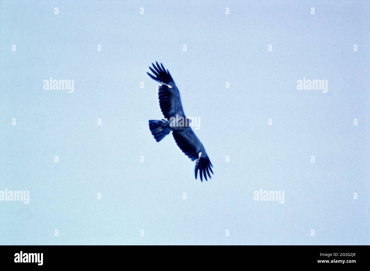 Birds, nesting birds plus bird eggs with chicks in their natural ...