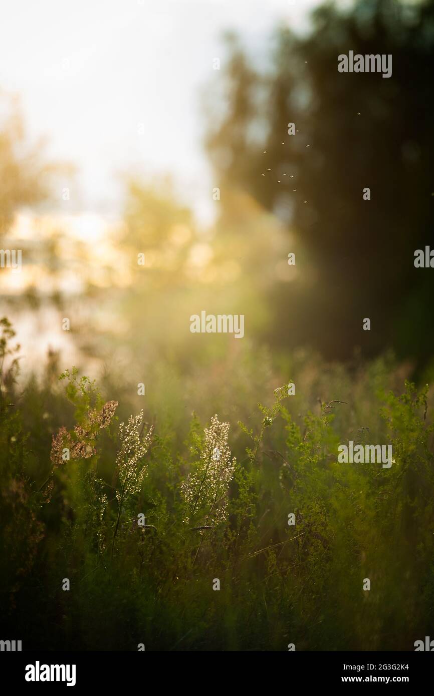Grasses on sunset Stock Photo - Alamy