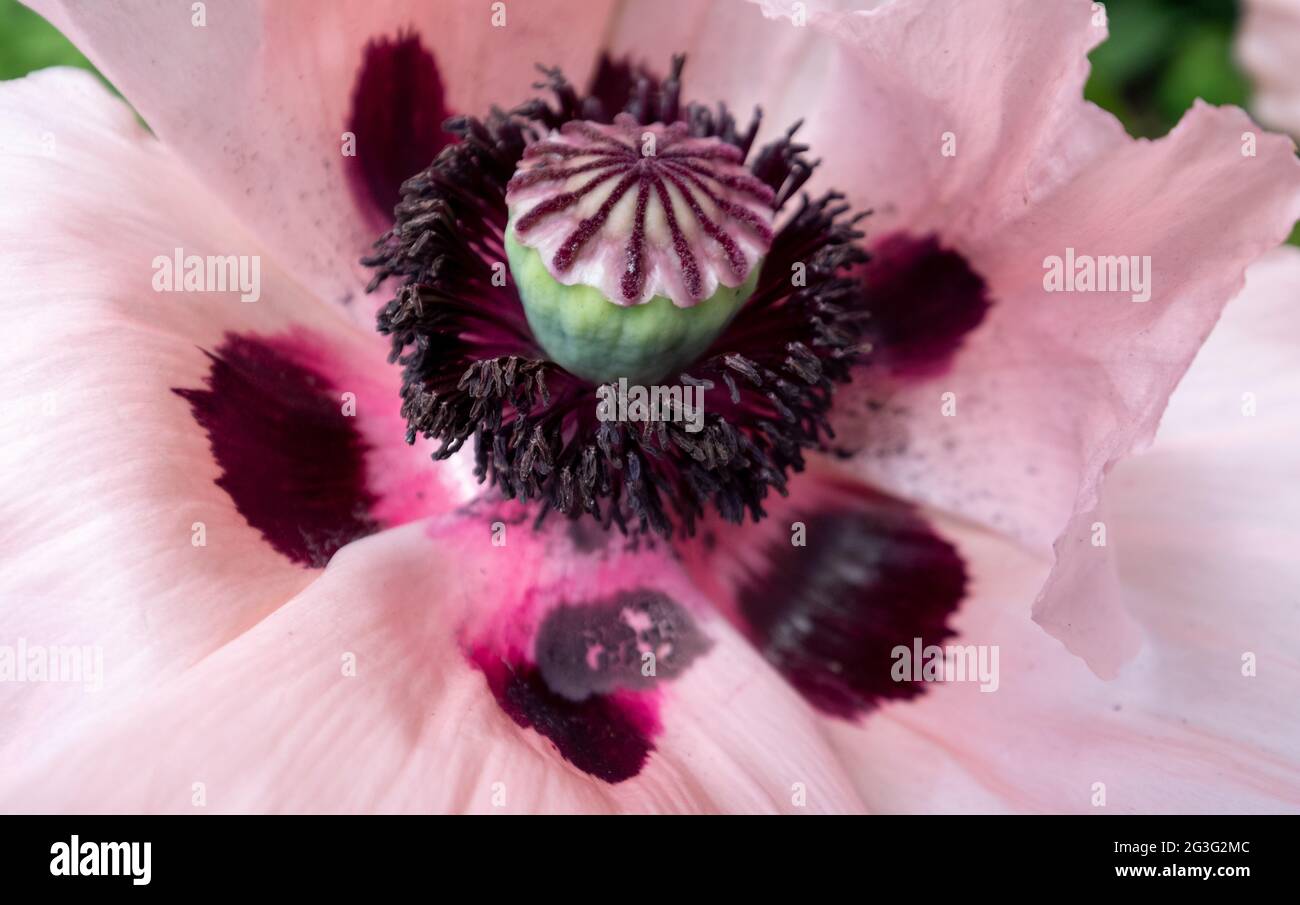 Close up detailed macro photo of centre of stunning salmon pink ...