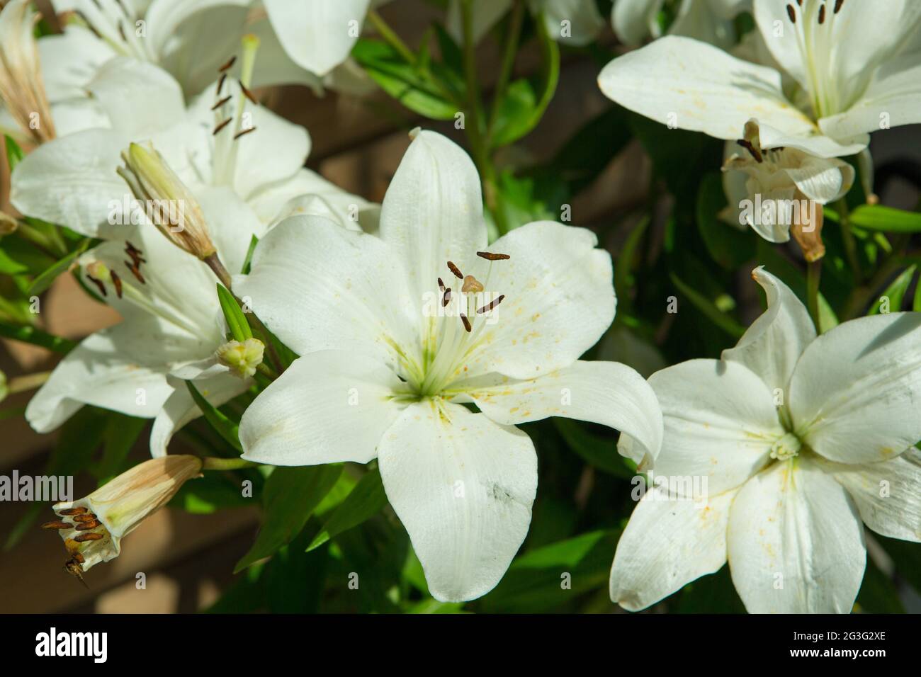 White lily hi-res stock photography and images - Alamy