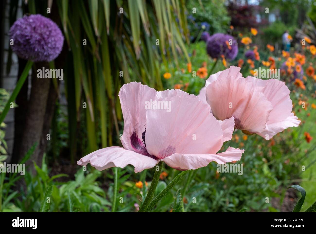 Stunning salmon pink oriental poppies growing in a herbaceous border in ...