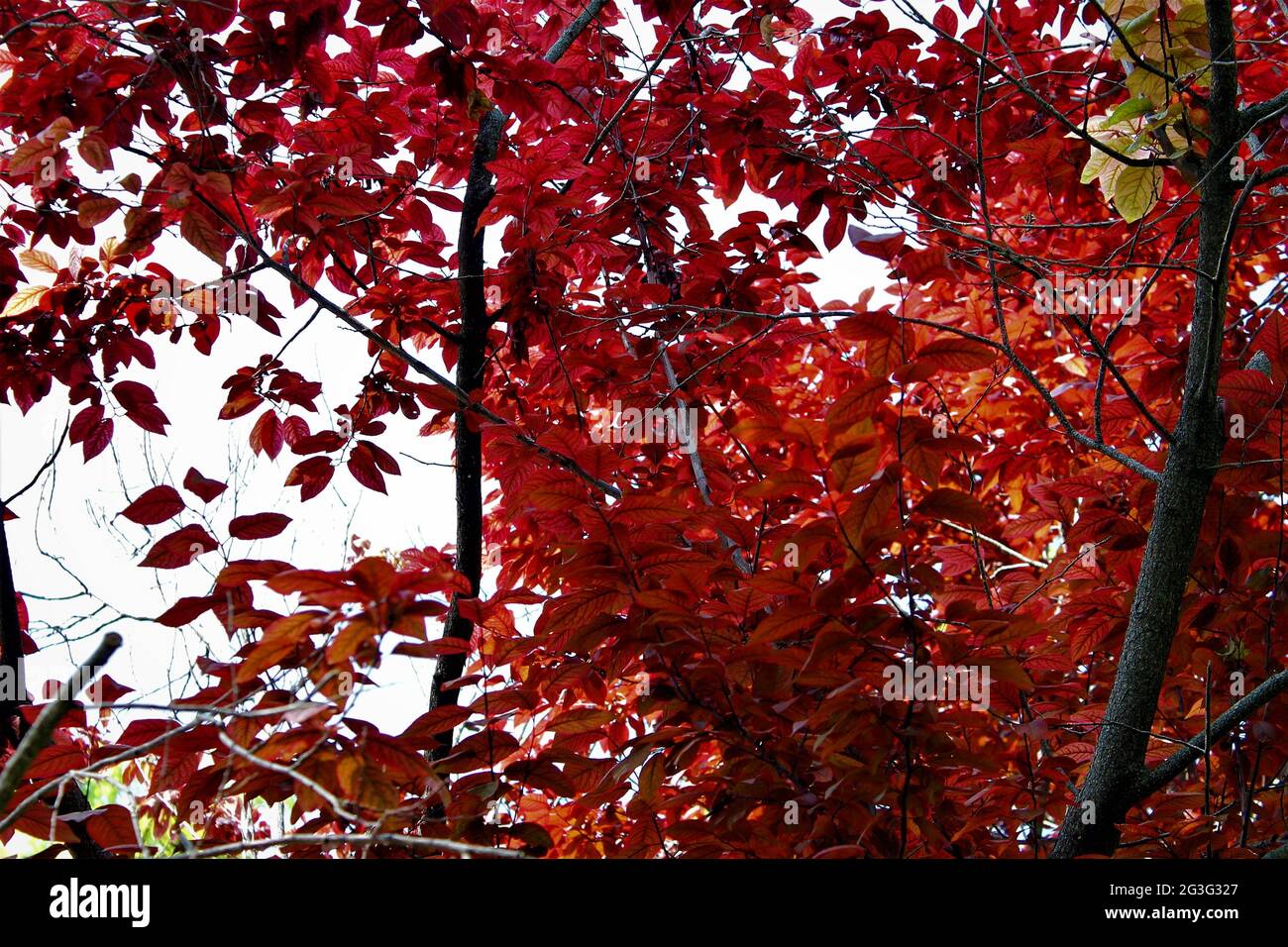 red leaf tree Stock Photo - Alamy