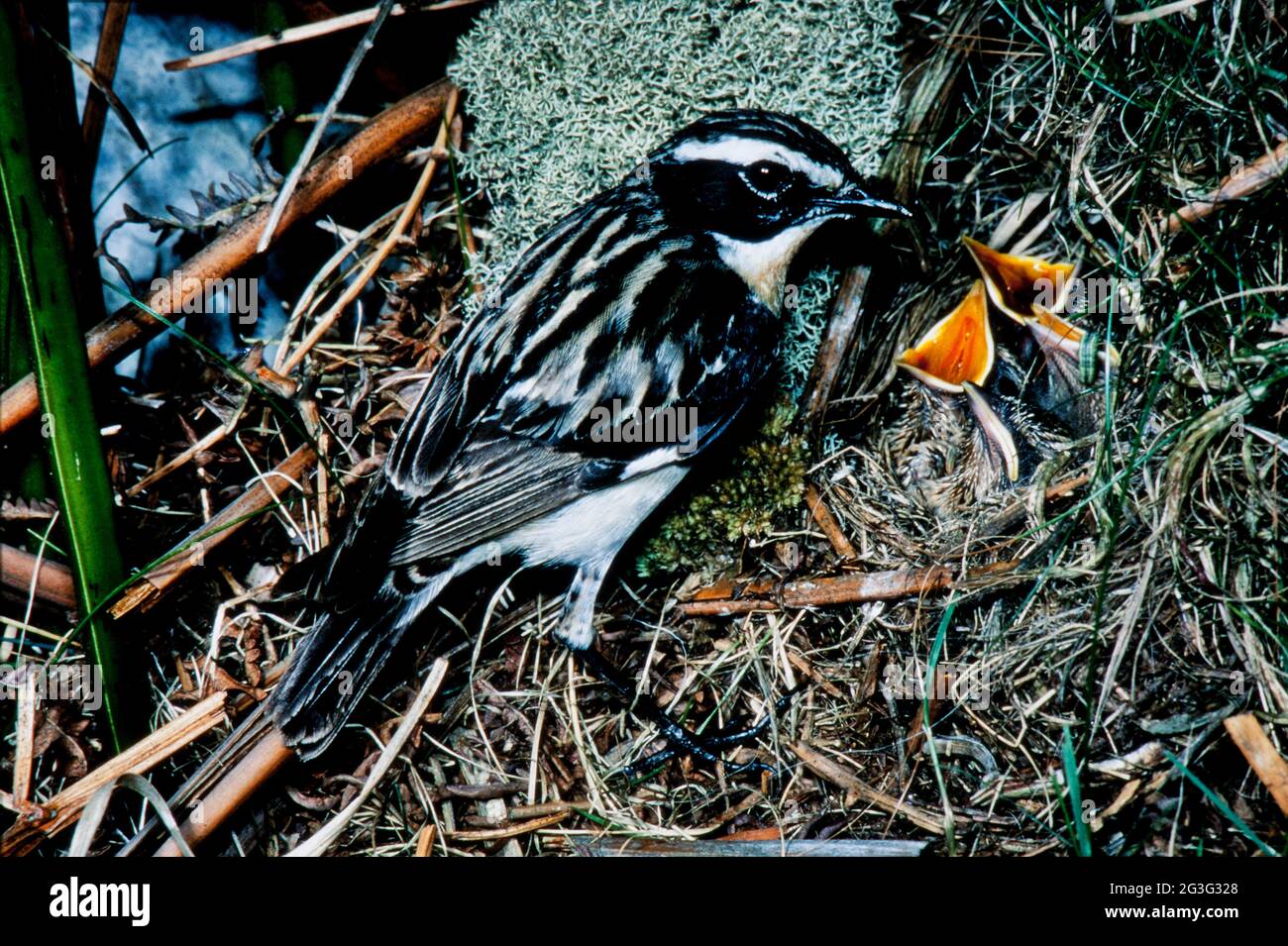 Birds, nesting birds plus bird eggs with chicks in their natural ...