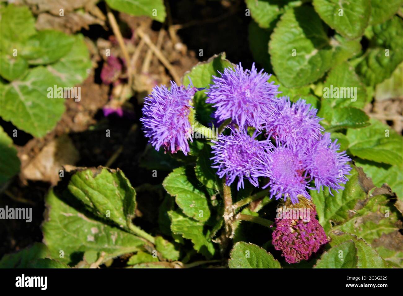 Natural flowers hi-res stock photography and images - Alamy