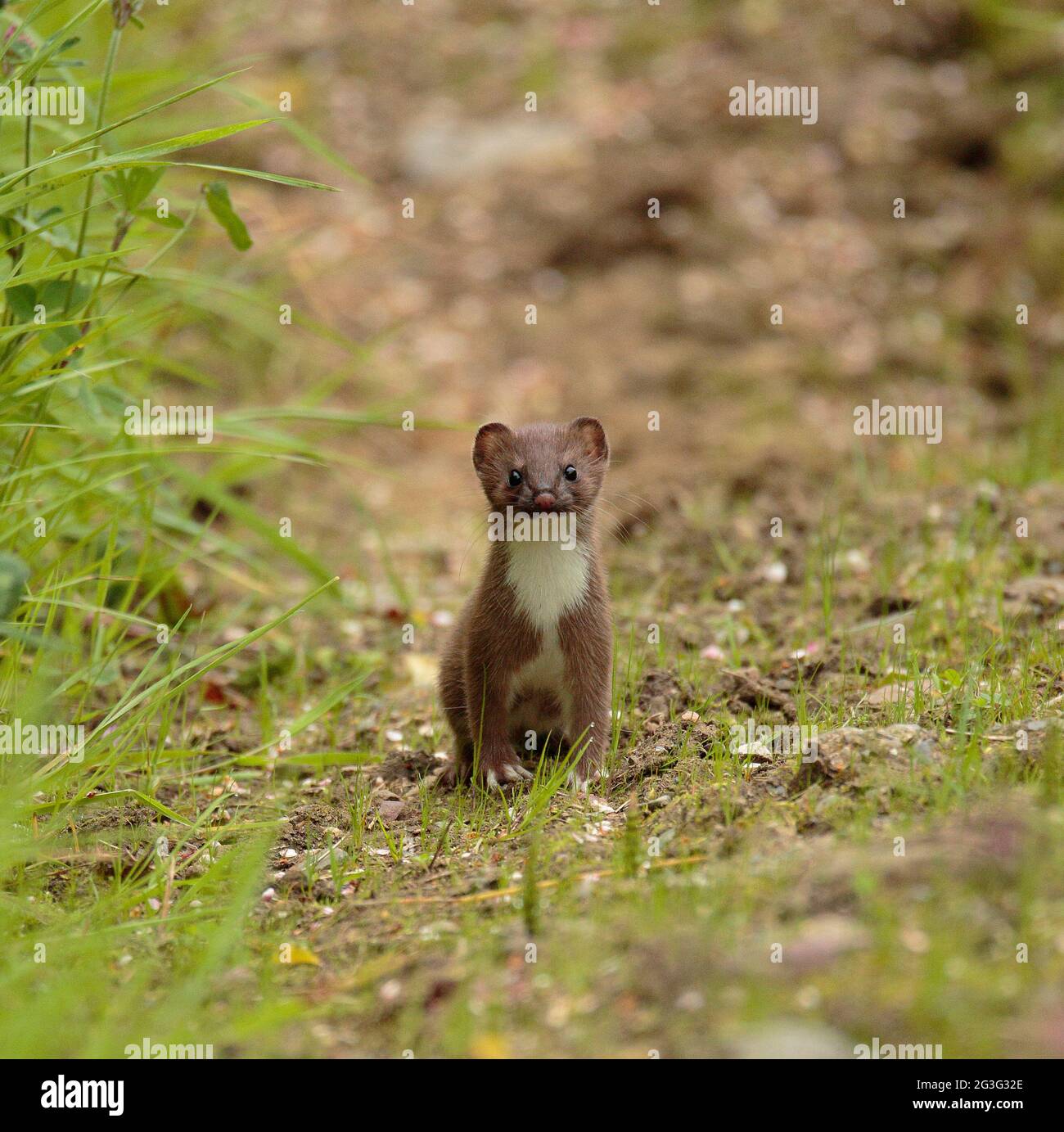 Irish stoat hi-res stock photography and images - Alamy