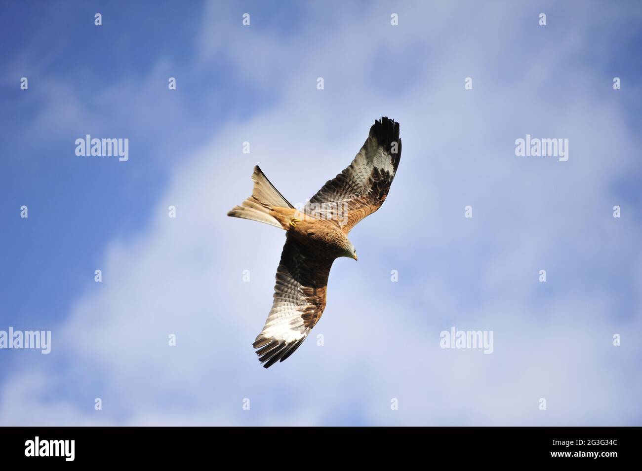 Der rotmilana hi-res stock photography and images - Alamy