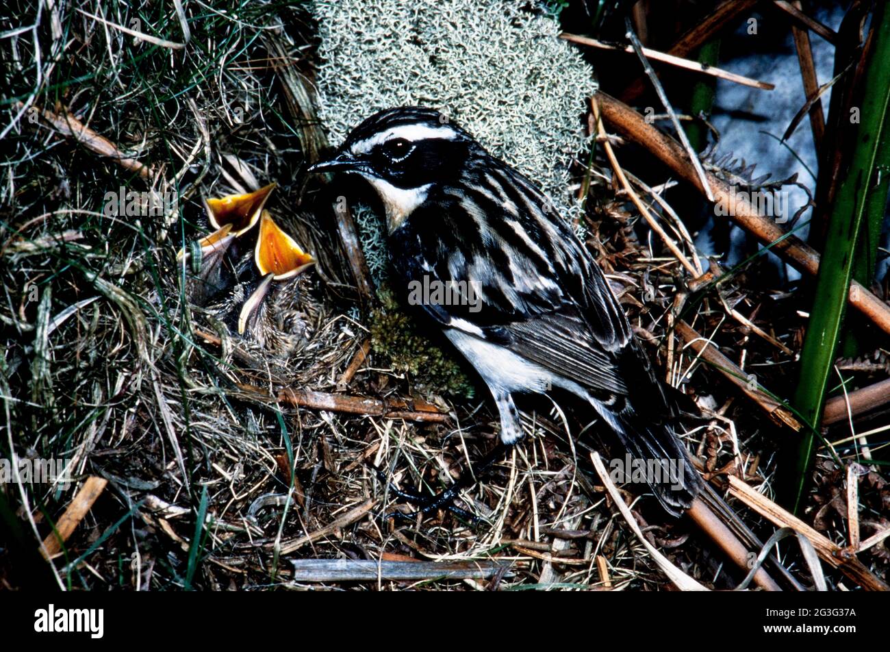 Birds, nesting birds plus bird eggs with chicks in their natural ...