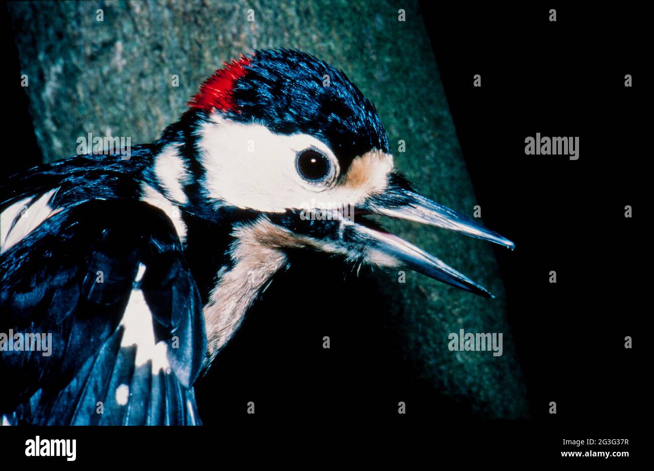 Birds, nesting birds plus bird eggs with chicks in their natural ...