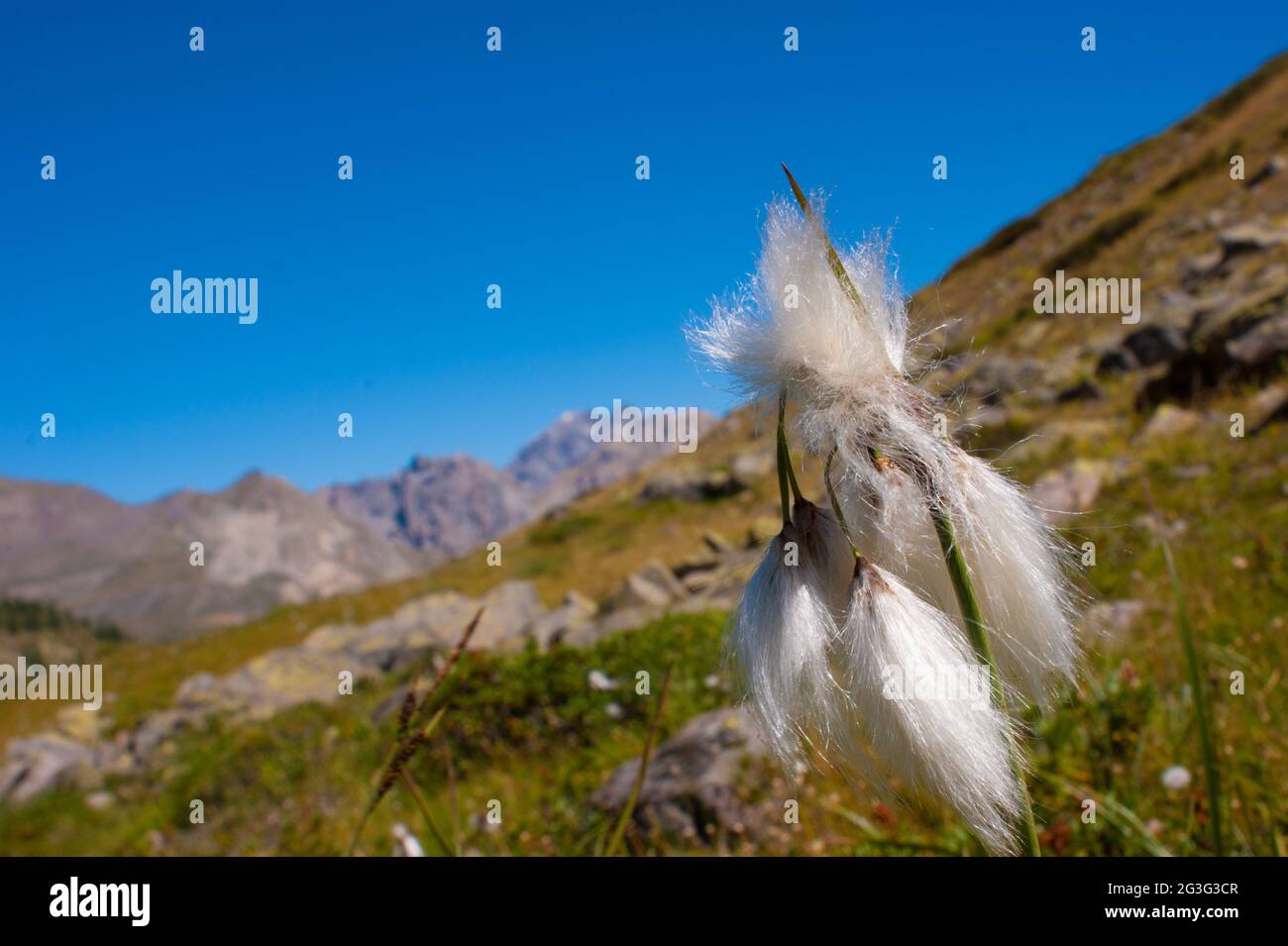 Alpine flowers image hi-res stock photography and images - Alamy