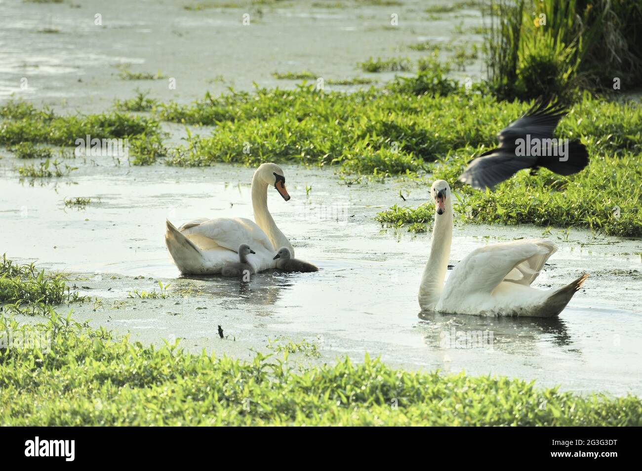 Whooper swan (Cygnus cygnus) Family.Whooper swan Stock Photo - Alamy