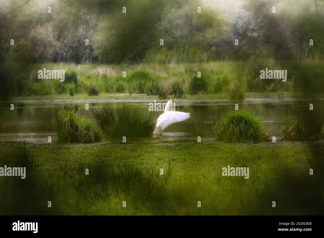 Whooper Swan (Cygnus cygnus).bird habitat at Steinhude Meer Stock Photo ...