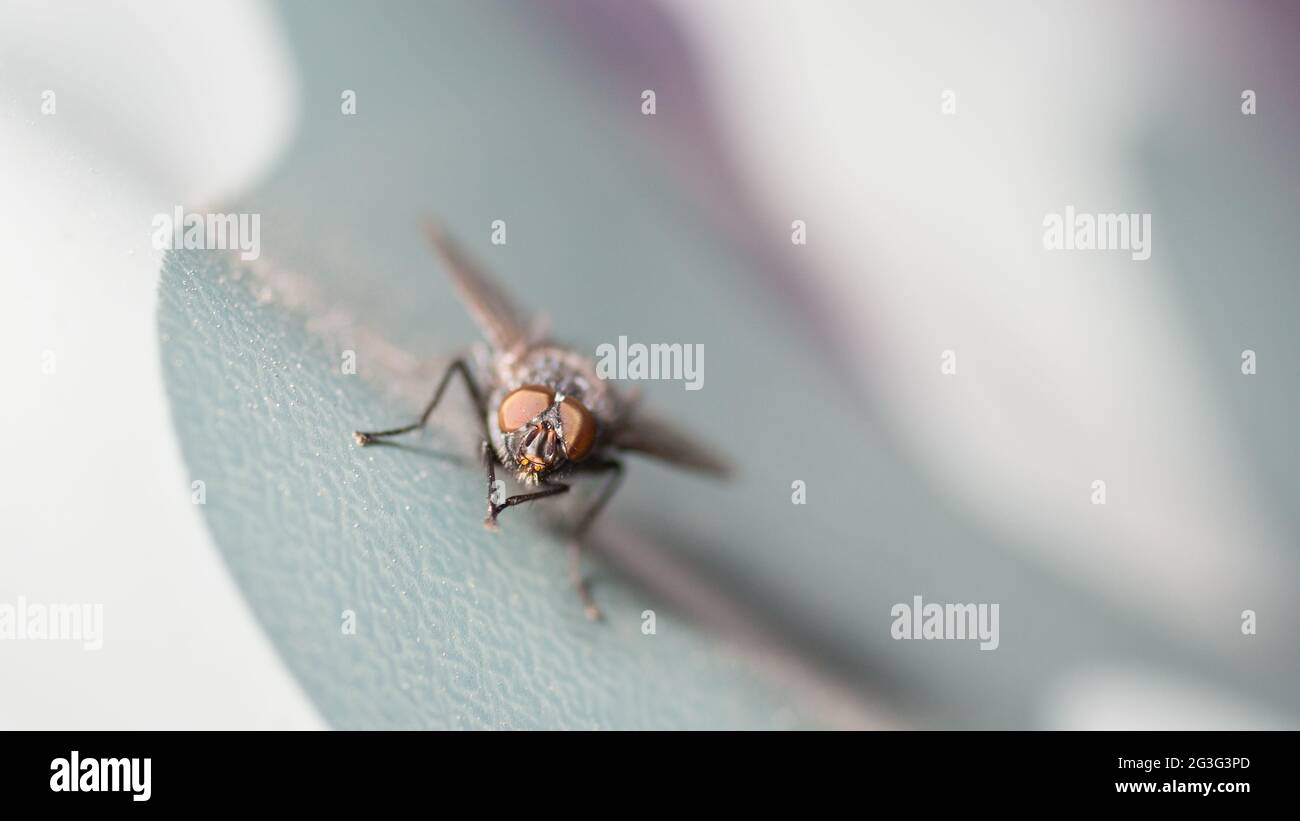 Buzzing insects hi-res stock photography and images - Alamy