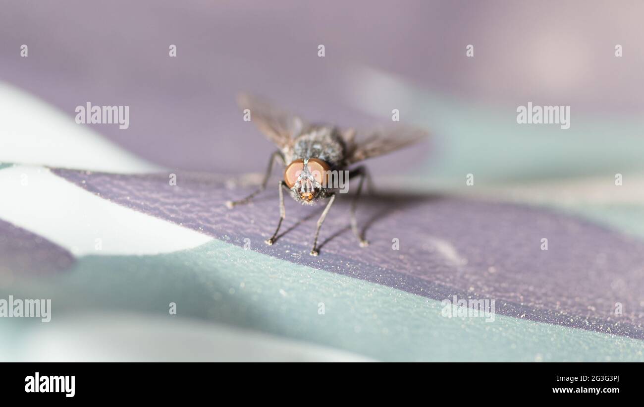 Dirty house fly hi-res stock photography and images - Alamy