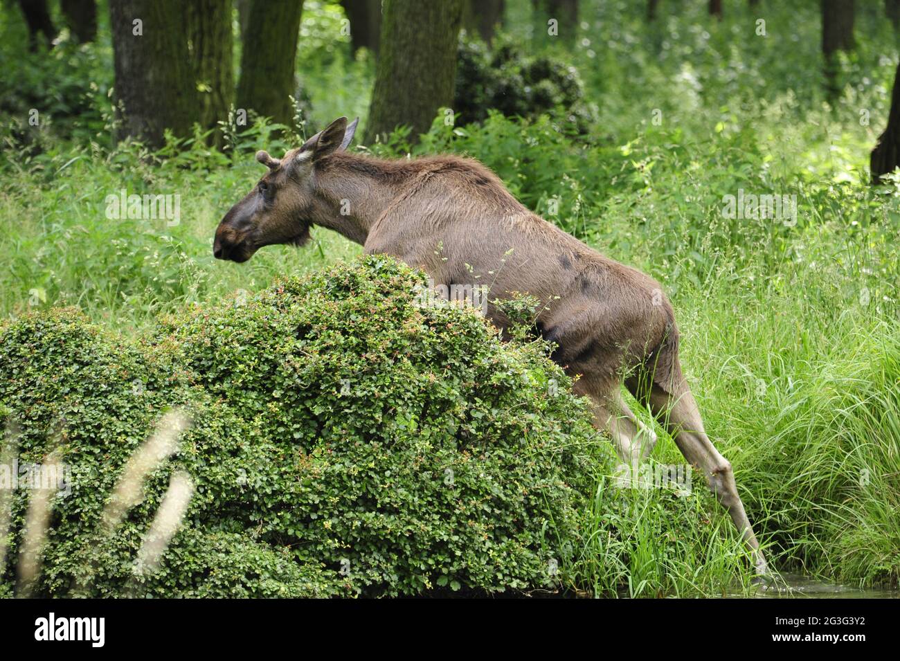Elch wald hi-res stock photography and images - Alamy