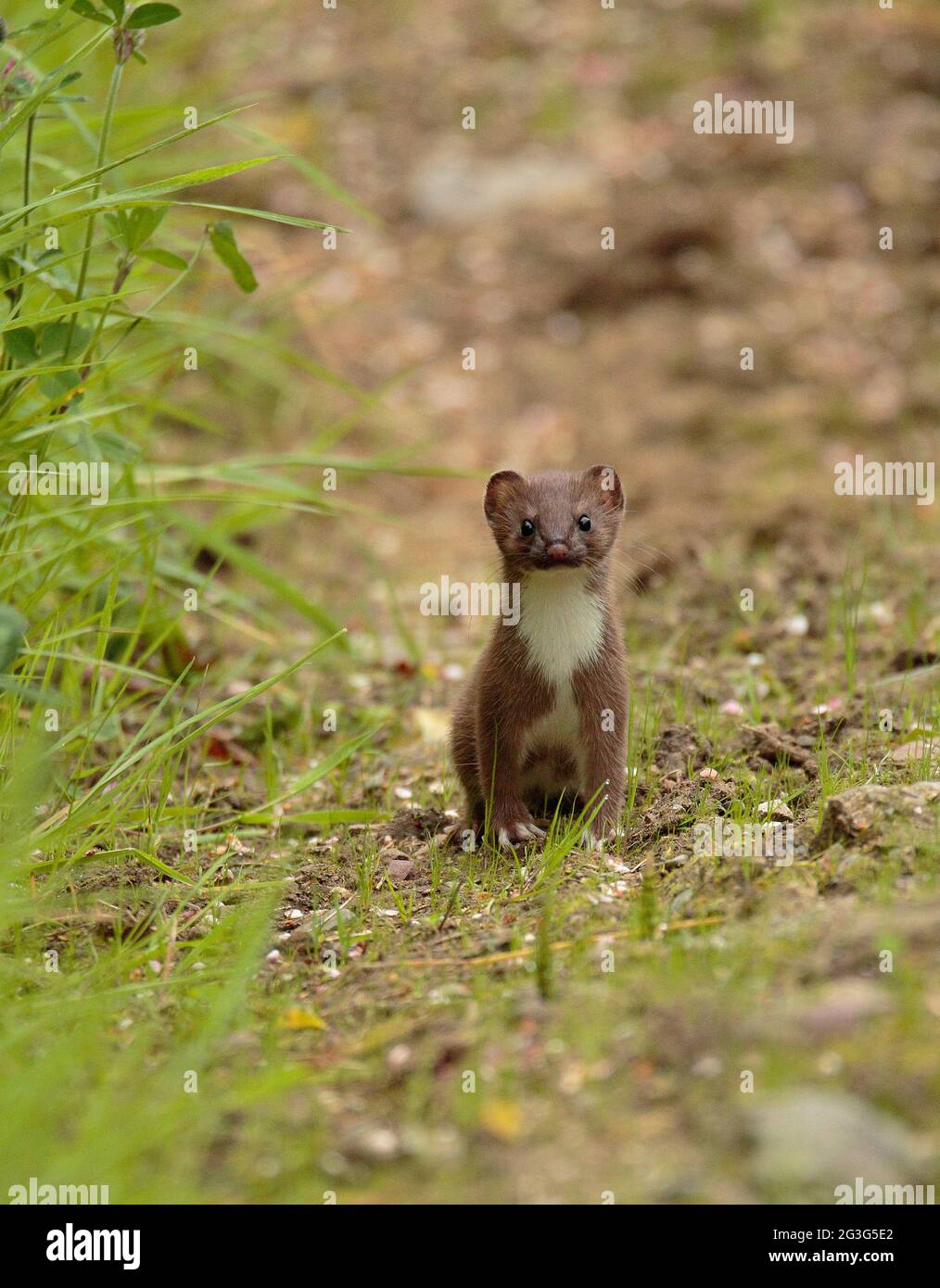 Irish stoat hi-res stock photography and images - Alamy
