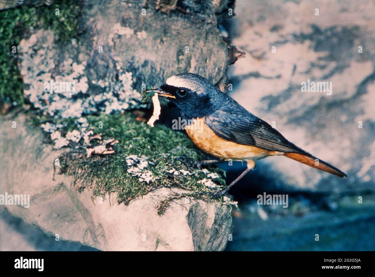 Birds, nesting birds plus bird eggs with chicks in their natural ...