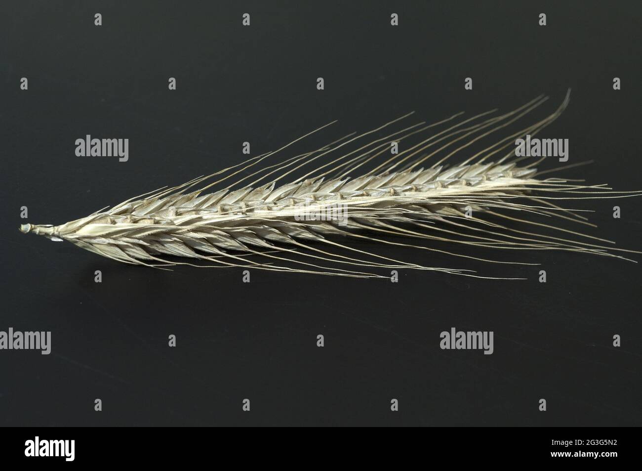 Rye photography hi-res stock photography and images - Alamy