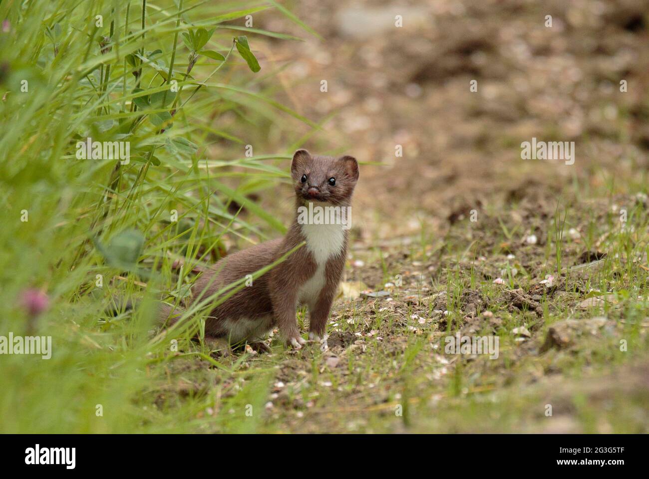 Irish stoat hi-res stock photography and images - Alamy