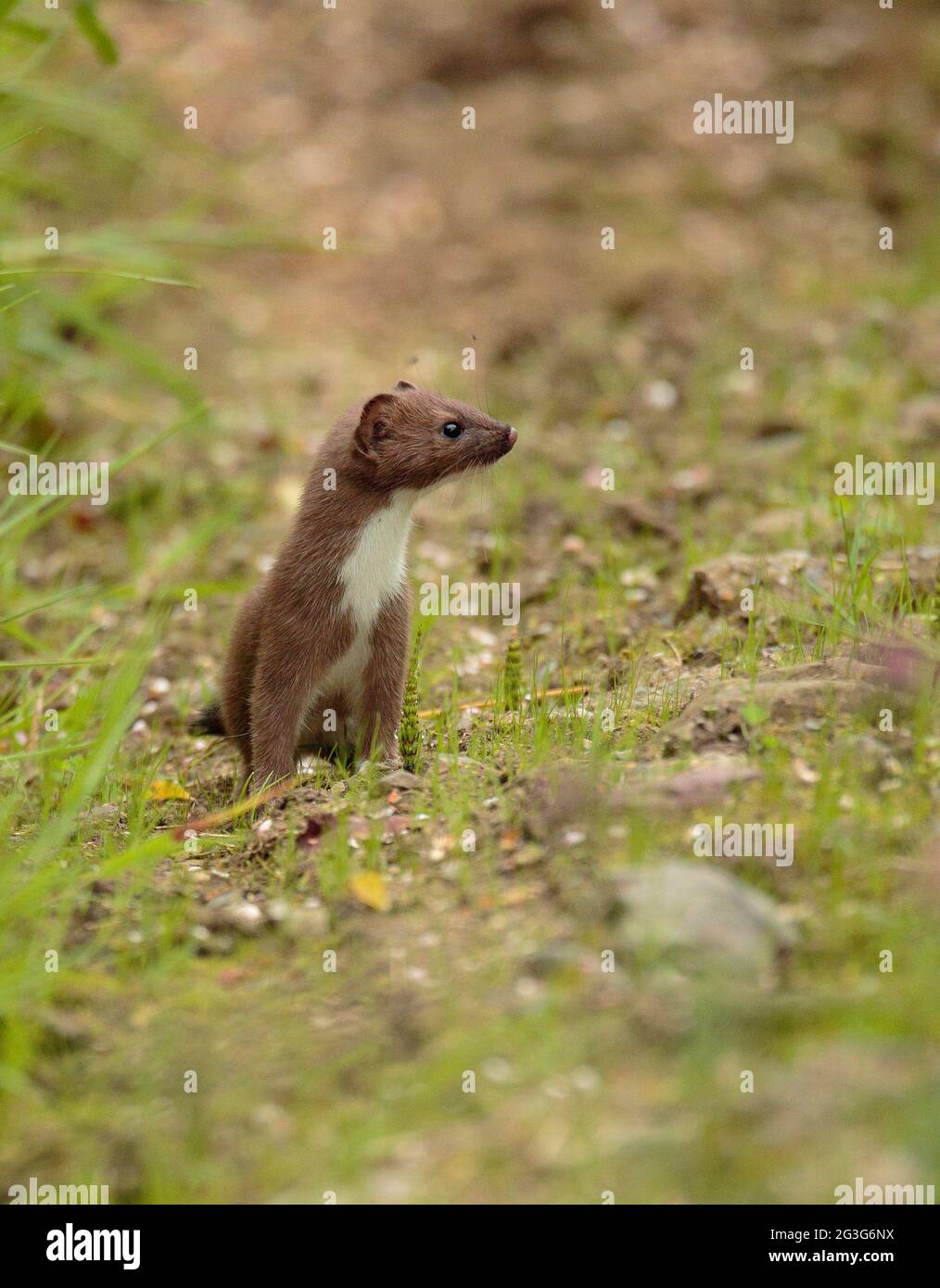 Irish stoat hi-res stock photography and images - Alamy