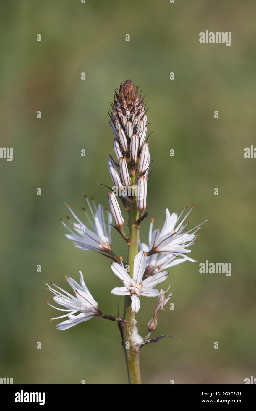 Asphodel Fields