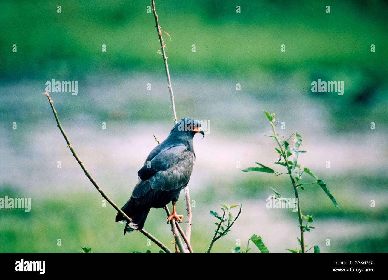 Birds, nesting birds plus bird eggs with chicks in their natural ...