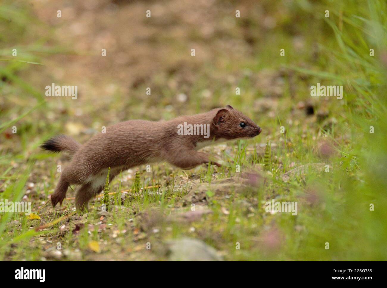 Irish stoat hi-res stock photography and images - Alamy