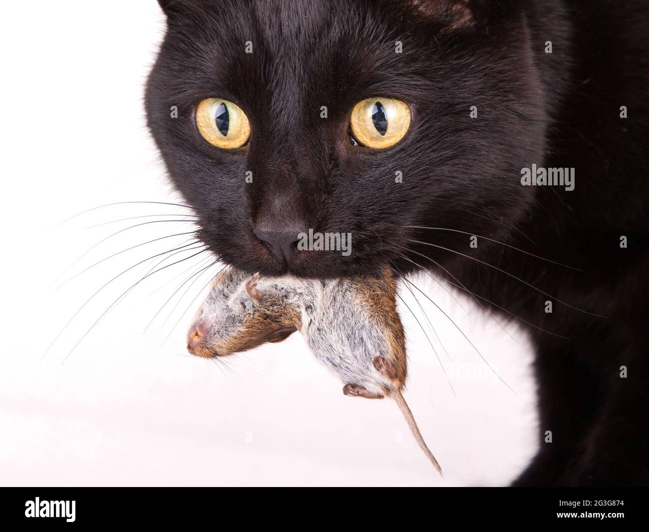 Cat dead mouse mouth hi-res stock photography and images - Alamy